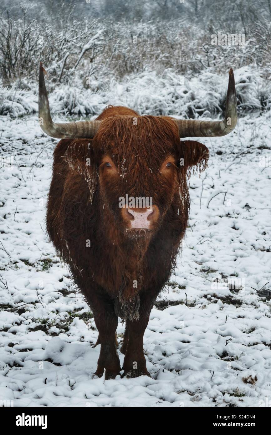 Aberdeen angus cow Banque de photographies et d’images à haute ...