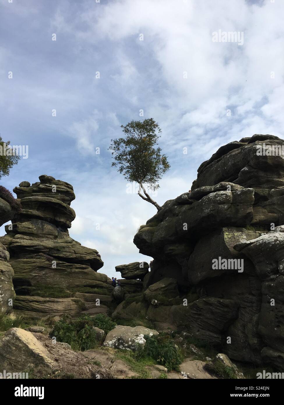 Arbre sur rocher Banque de photographies et d’images à haute résolution ...