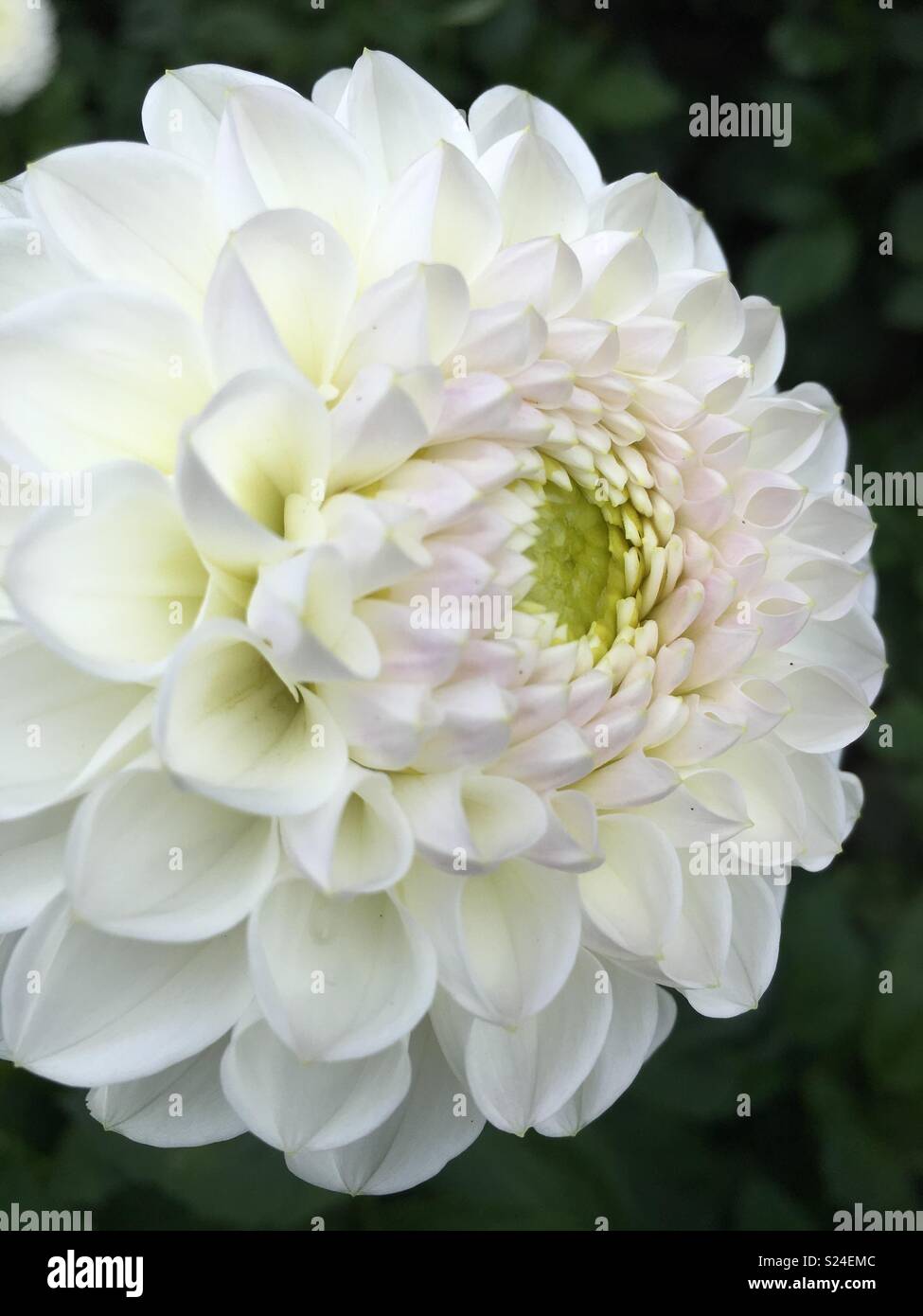 Fleur de dahlia blanc Banque de photographies et d’images à haute ...