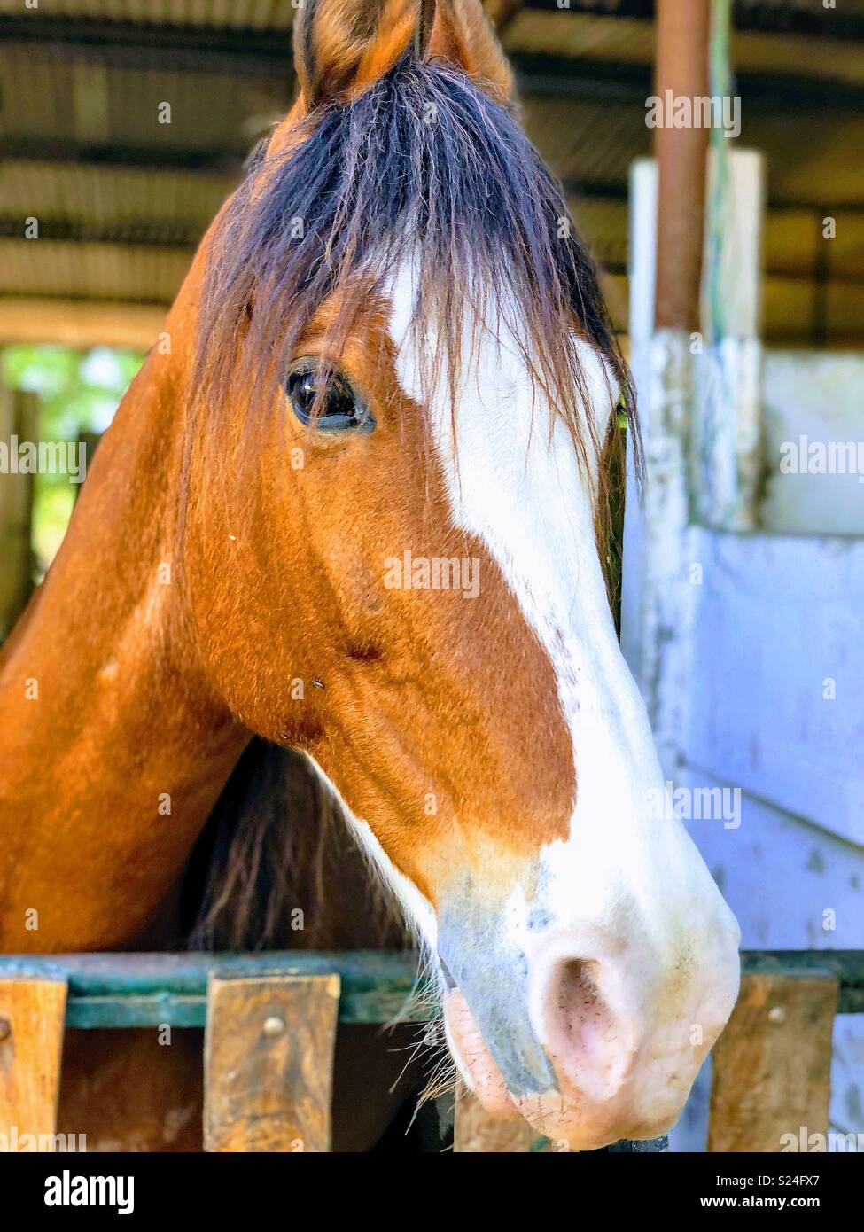 Visage de cheval Banque de photographies et d’images à haute résolution ...