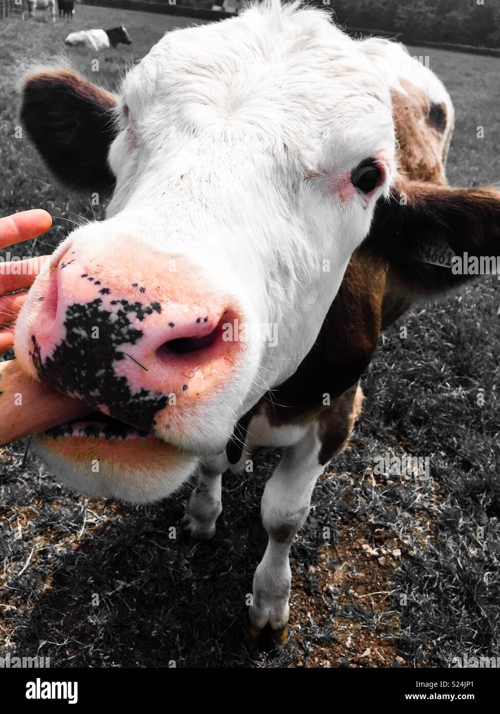 Langue de vache Banque de photographies et d’images à haute résolution ...