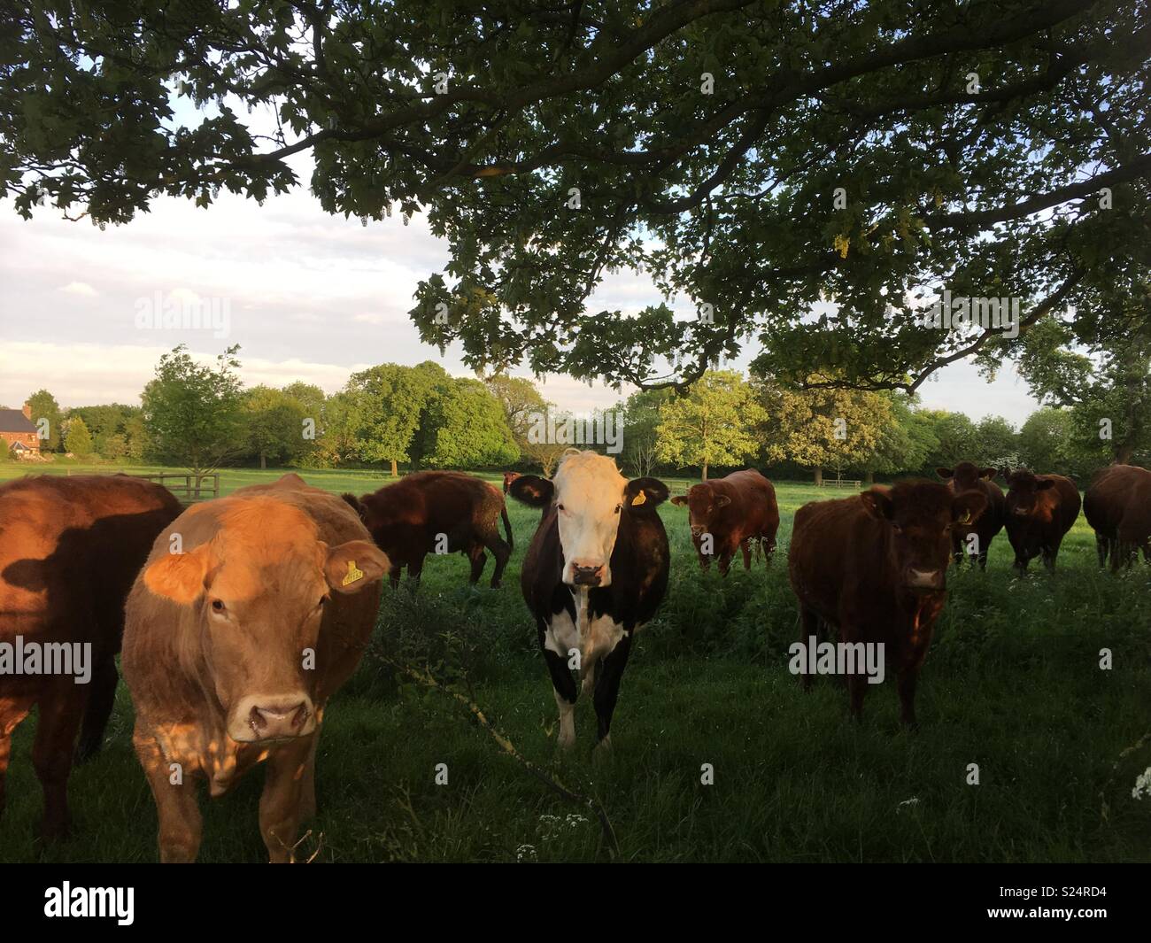 Vaches anglaises Banque de photographies et d’images à haute résolution ...
