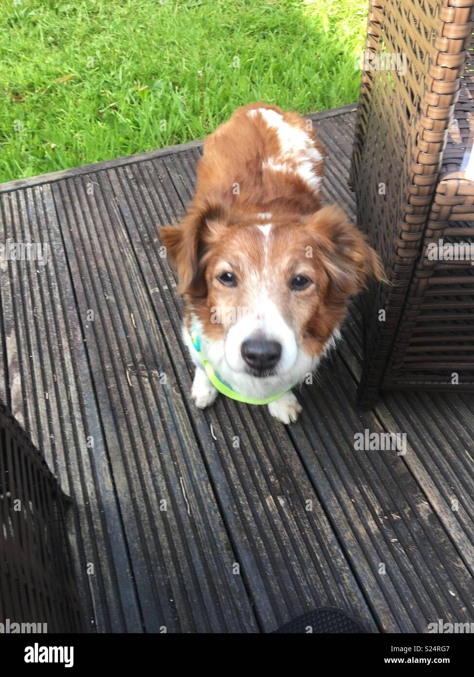 Son chien jake Banque de photographies et d’images à haute résolution ...