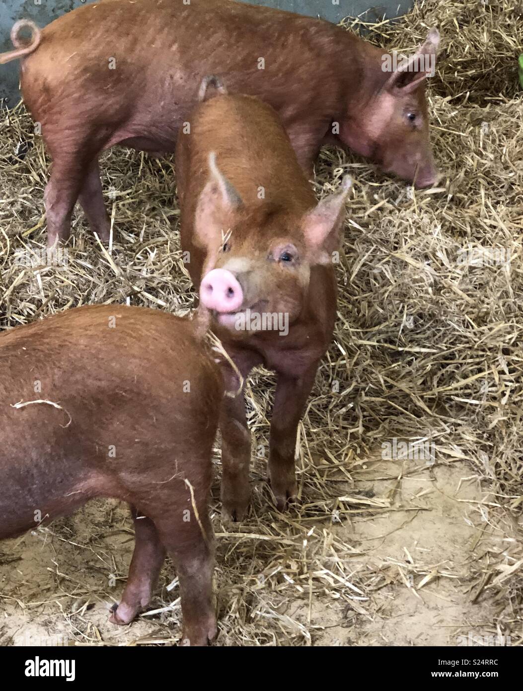 Queue de cochon Banque de photographies et d’images à haute résolution - Alamy