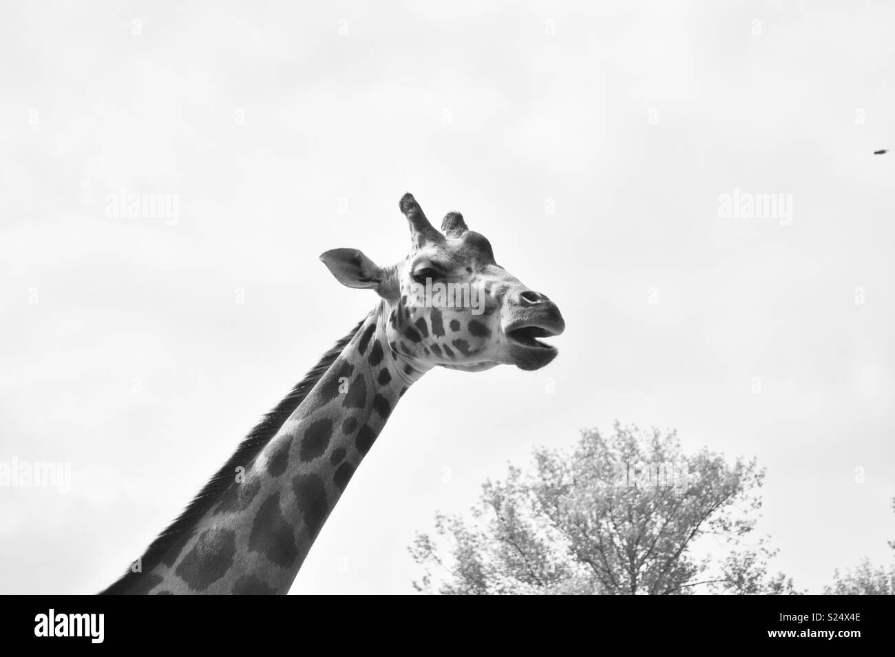 Girafe Noire Et Blanche Banque d'image et photos - Alamy