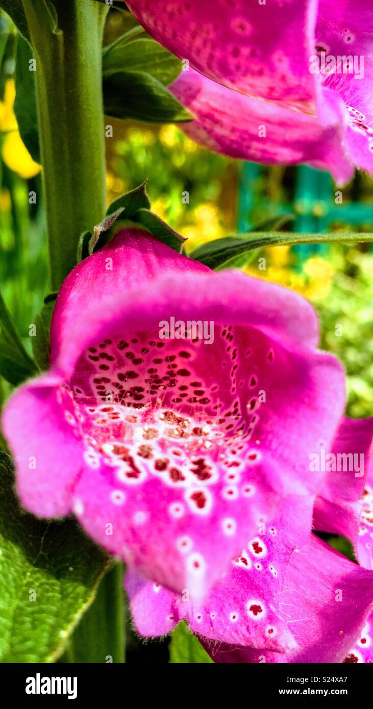 Fleur de digitale Banque de photographies et d’images à haute ...