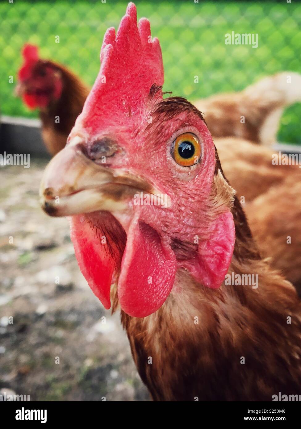 Rhode island red hen Banque de photographies et d’images à haute ...