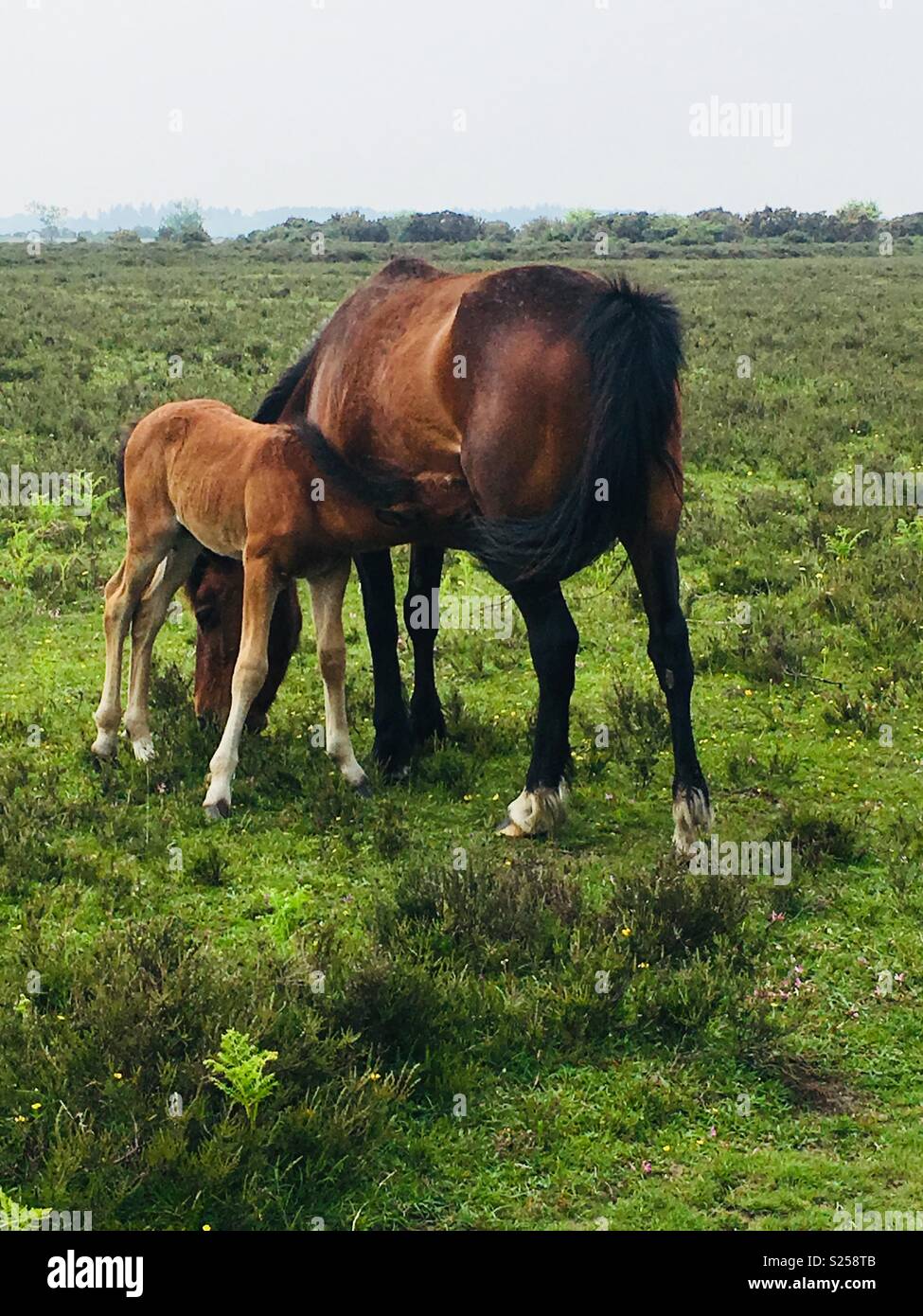 Poney de nourrissage Banque de photographies et d’images à haute ...