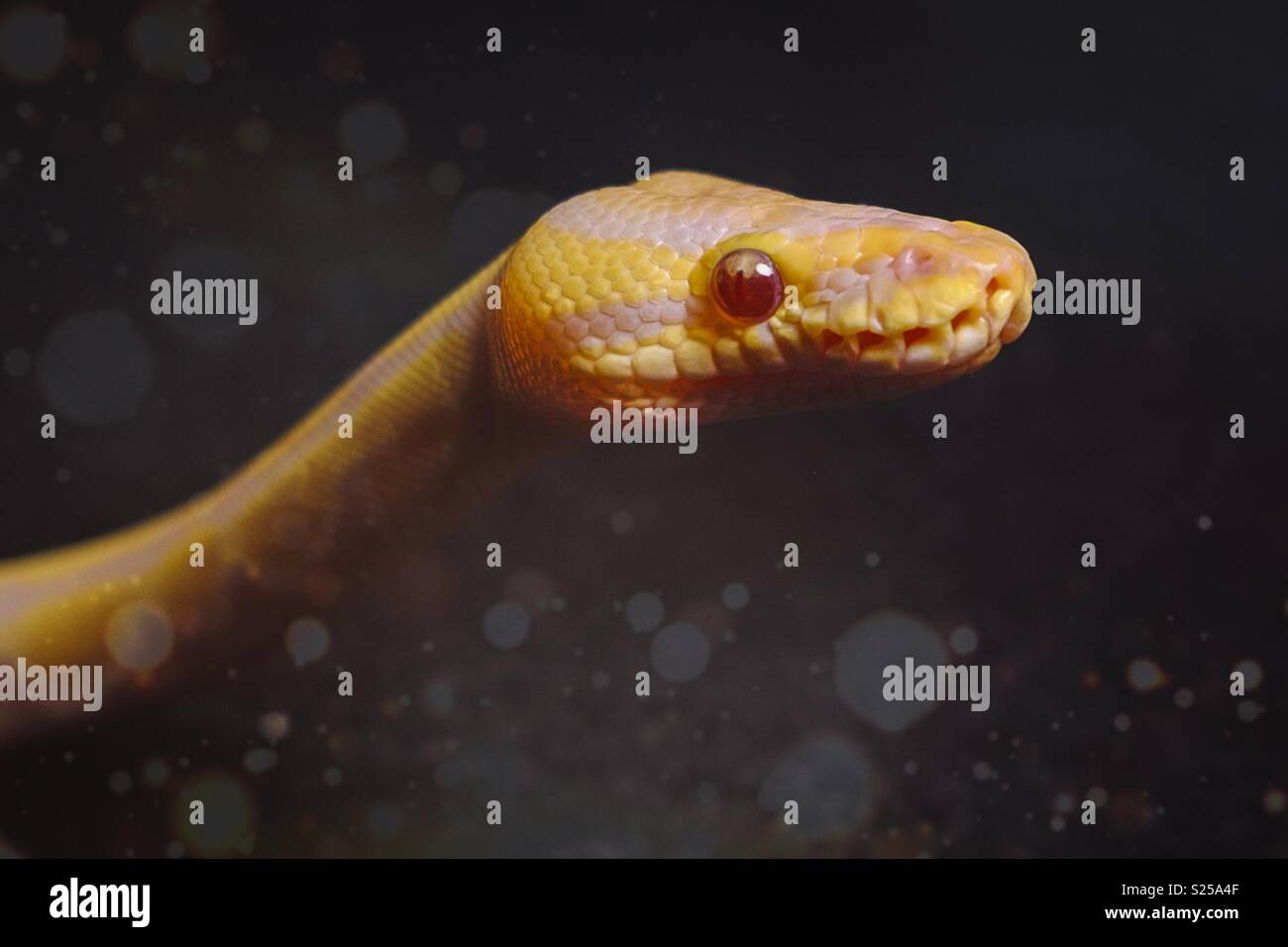 Albino yellow python Banque de photographies et d’images à haute ...