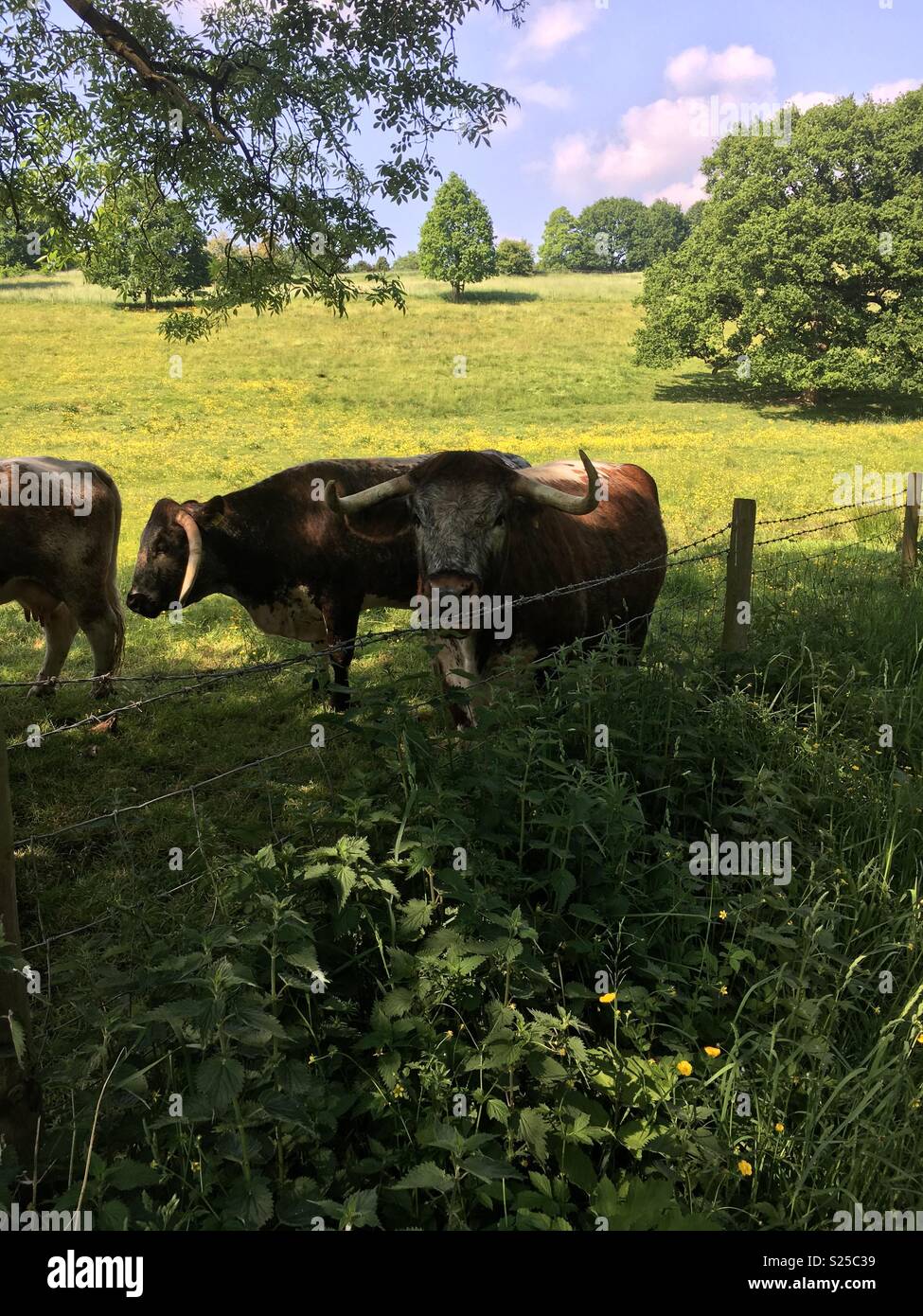 Vaches et taureaux Banque de photographies et d’images à haute ...