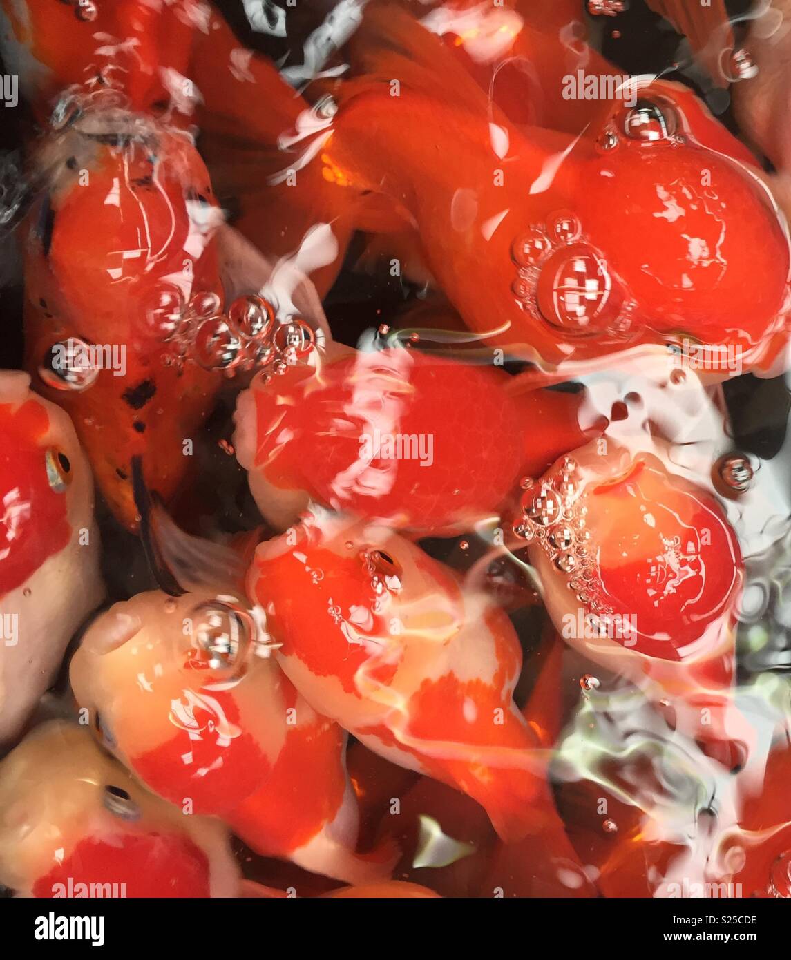 Poisson avec des bulles Banque de photographies et d’images à haute ...