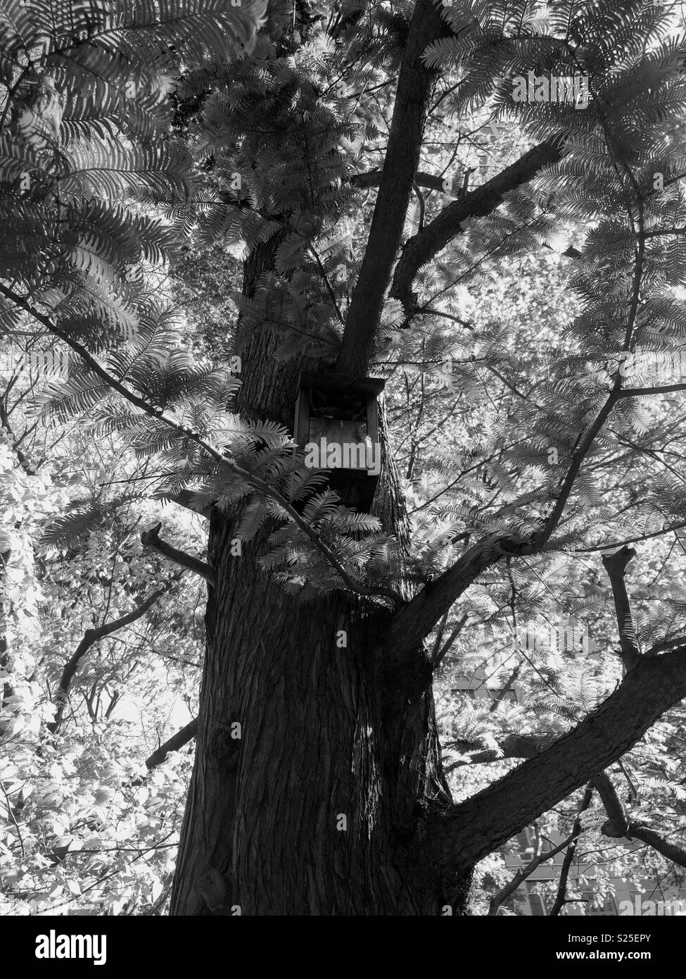 Arbre feuillu Banque d'images noir et blanc - Alamy