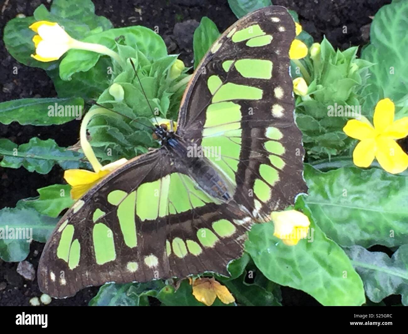 Papillon vert Banque de photographies et d’images à haute résolution ...