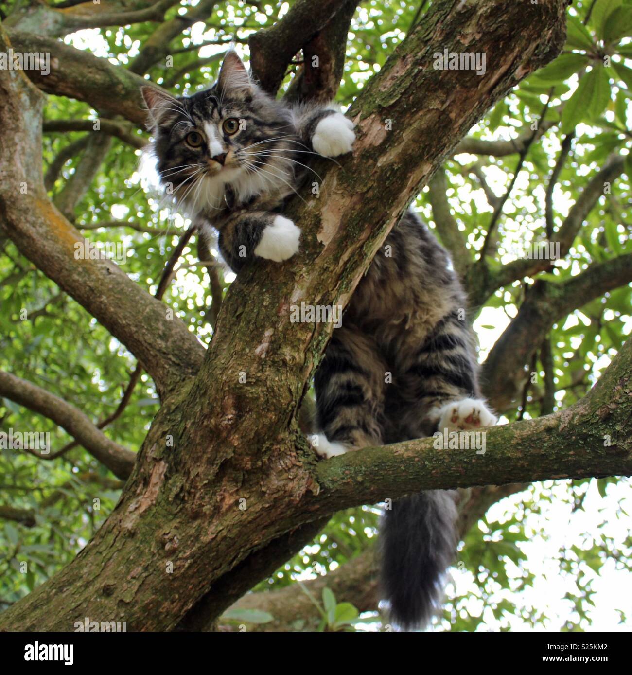 Chaton grimper dans l'arbre Banque de photographies et d’images à haute ...