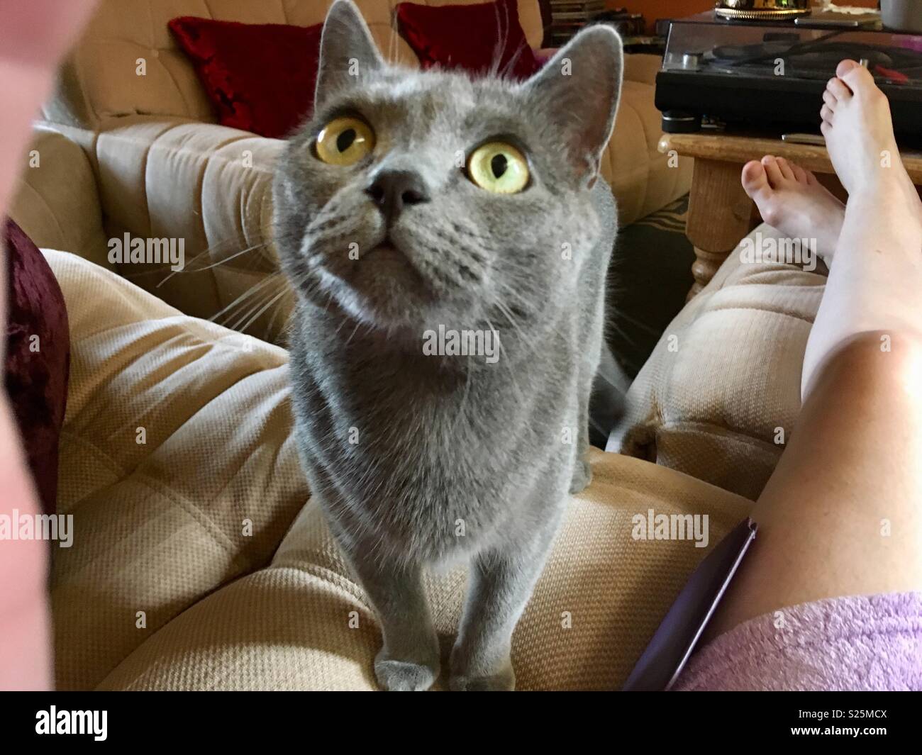 Chat qui dit bonjour Banque de photographies et d’images à haute ...
