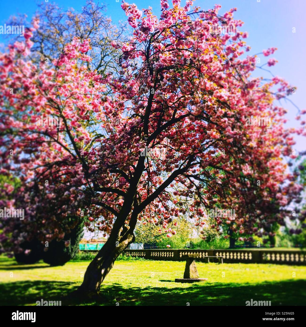 Arbre de fleur rose Banque de photographies et d’images à haute ...