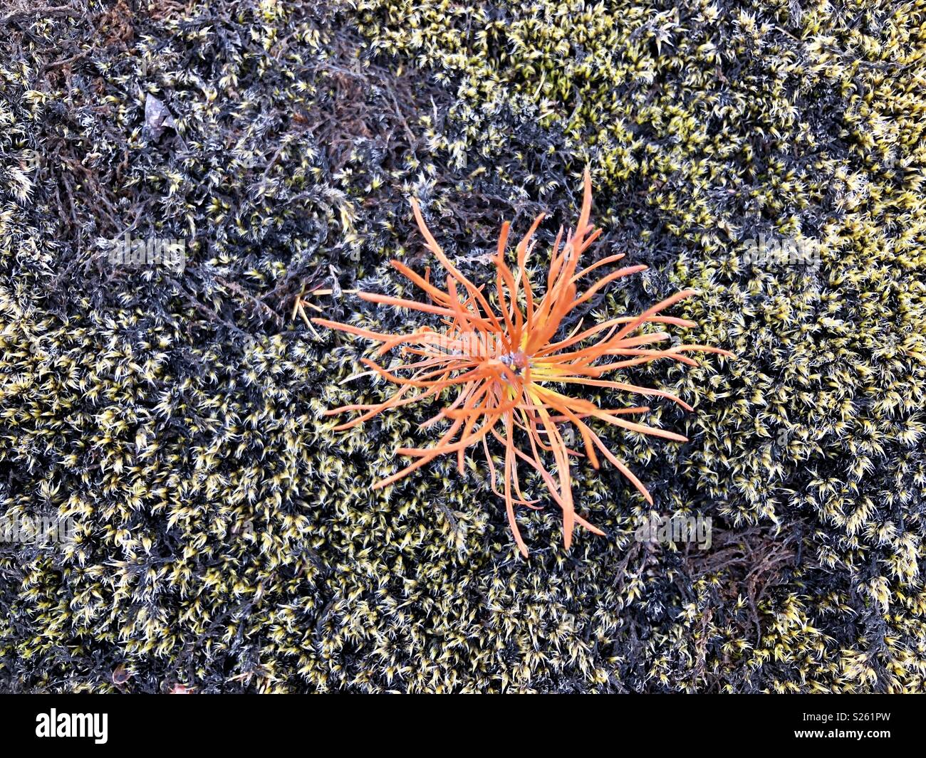 Pin rouge Banque de photographies et d’images à haute résolution - Alamy