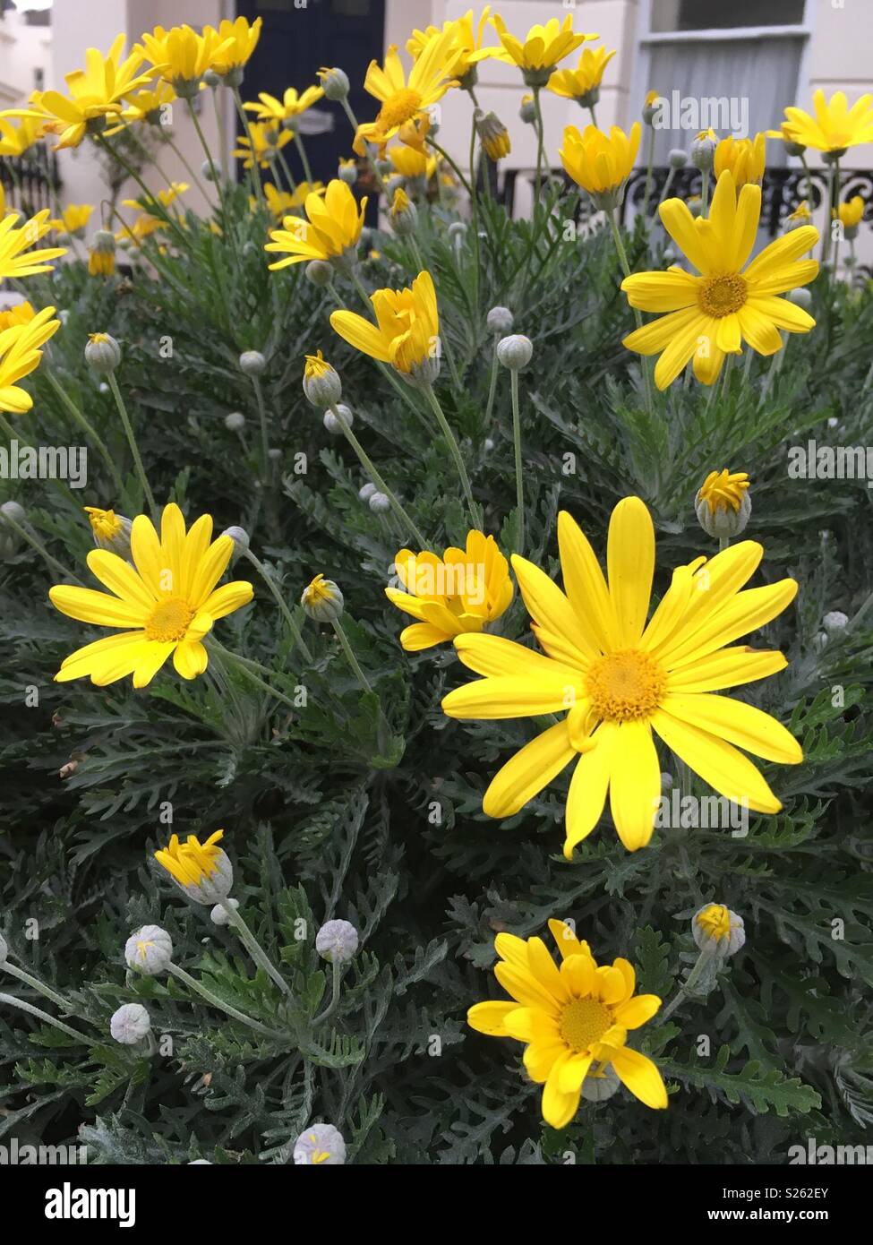 Jaune soleil Banque de photographies et d’images à haute résolution - Alamy