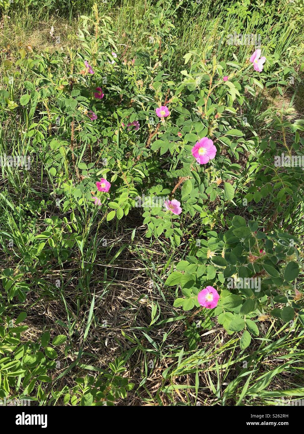 Roses sauvages Banque de photographies et d’images à haute résolution ...