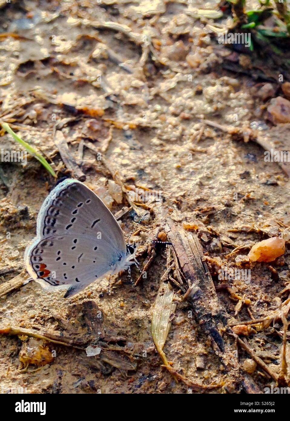 Eastern tailed blue butterfly Banque de photographies et d’images à ...
