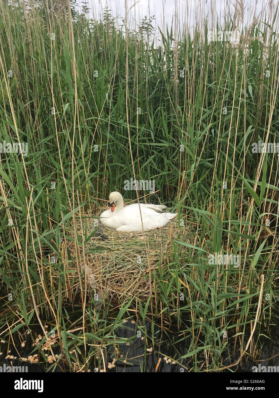 Nid de cygnes Banque de photographies et d’images à haute résolution - Alamy