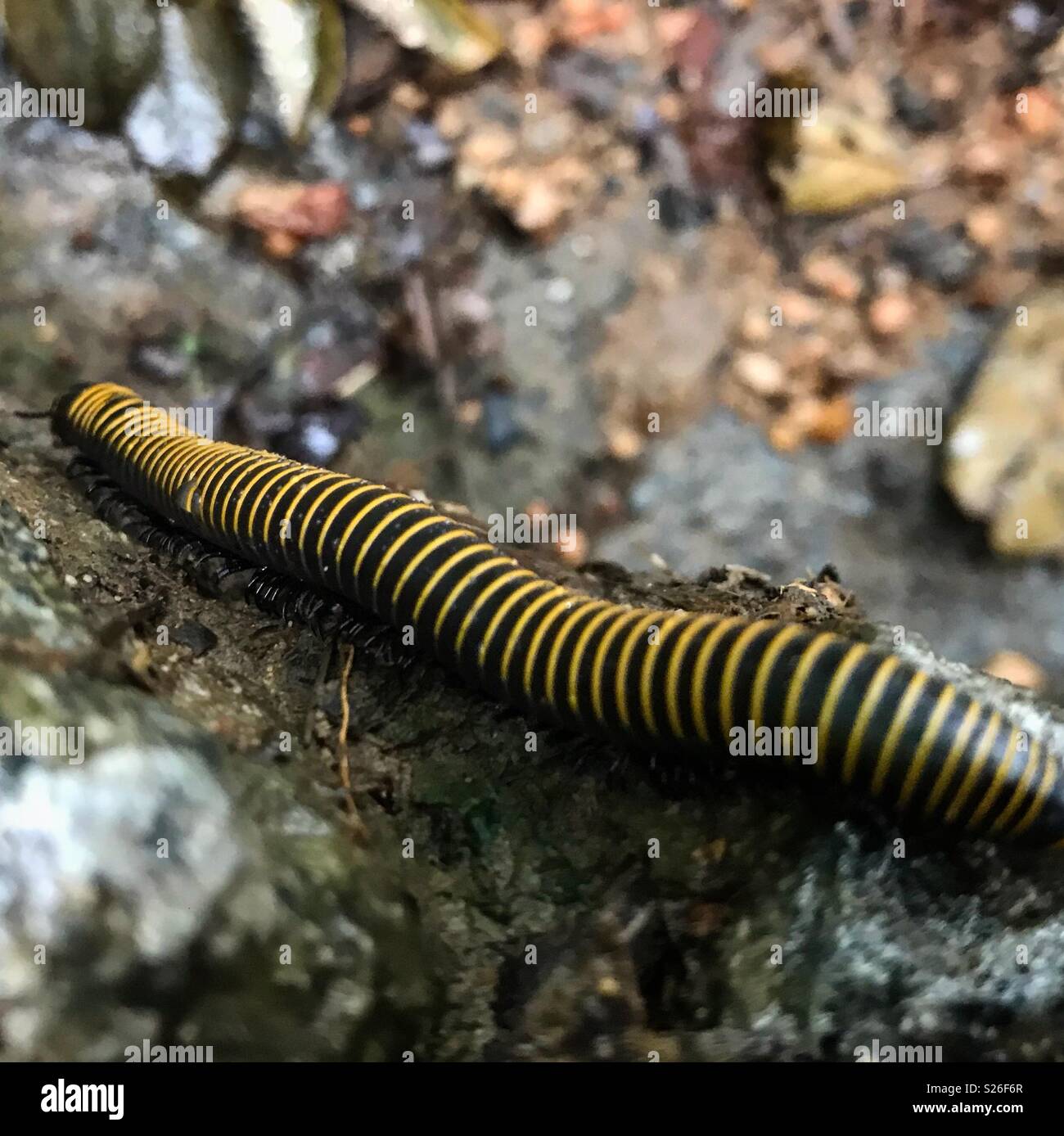 Mille pattes tropical Banque de photographies et d’images à haute ...