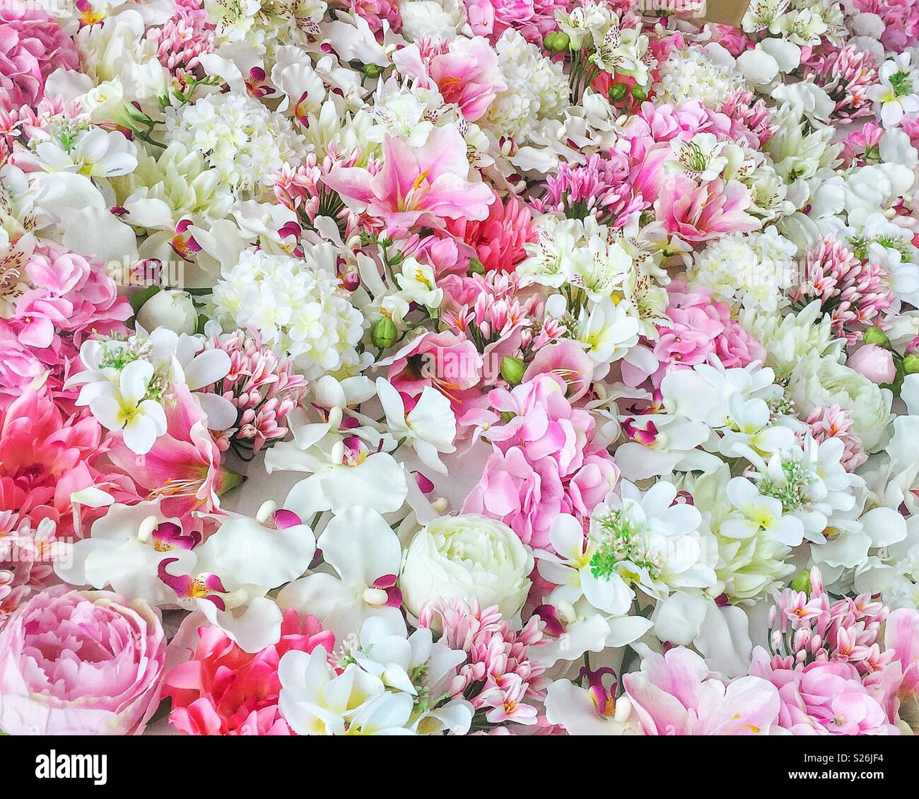 Beaucoup de fleurs blanches Banque de photographies et d’images à haute ...
