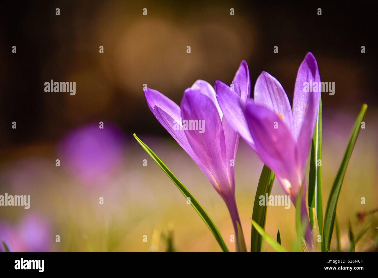 Fleurs foret Banque de photographies et d’images à haute résolution - Alamy