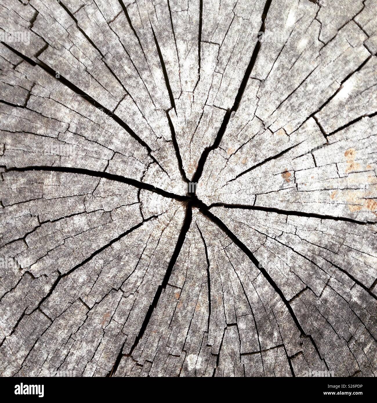 Texture des bois Banque de photographies et d’images à haute résolution ...