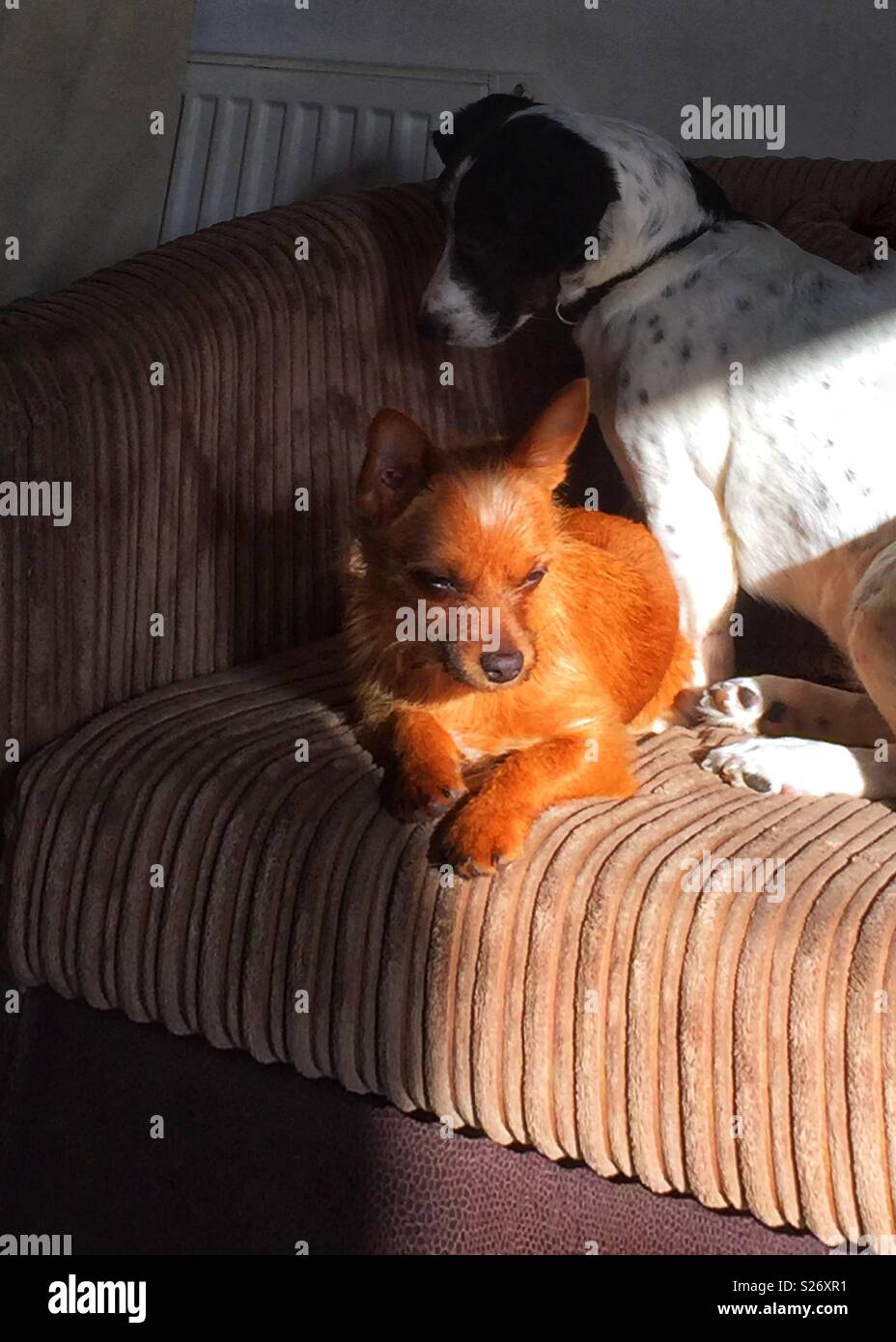 Jack russel cross chihuahua Banque de photographies et d’images à haute ...