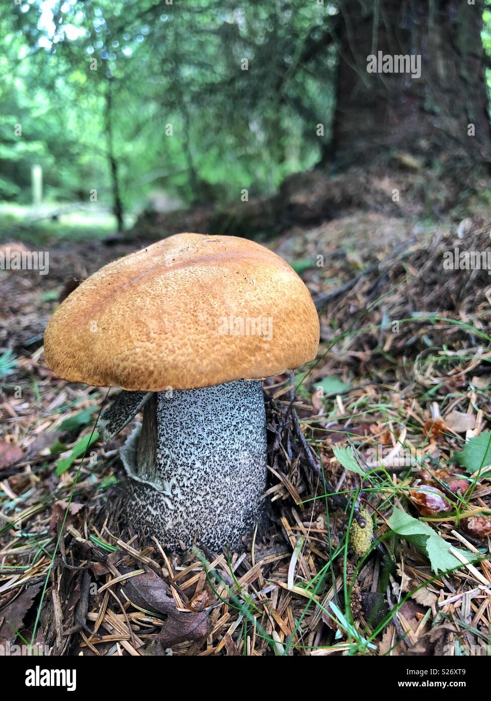 Birch boletes Banque de photographies et d’images à haute résolution ...