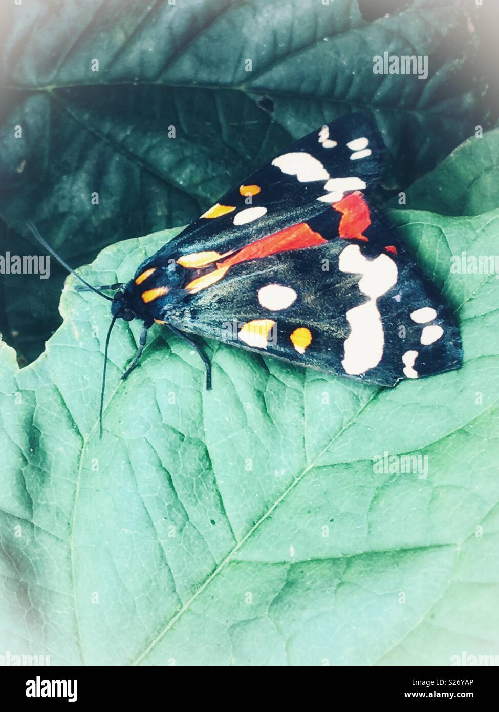 Insect feelers Banque de photographies et d’images à haute résolution ...