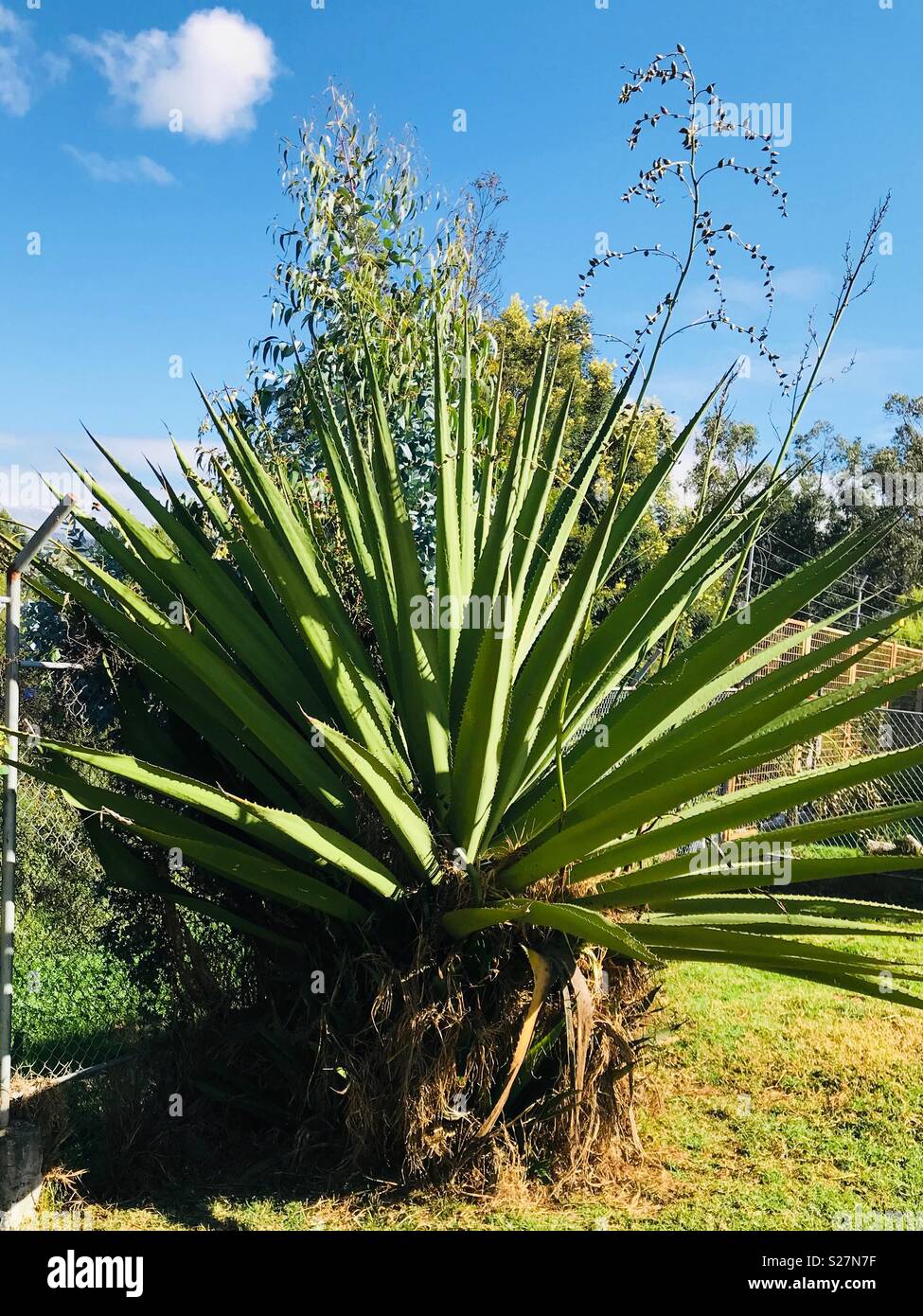 Yucca tree Banque de photographies et d’images à haute résolution - Alamy