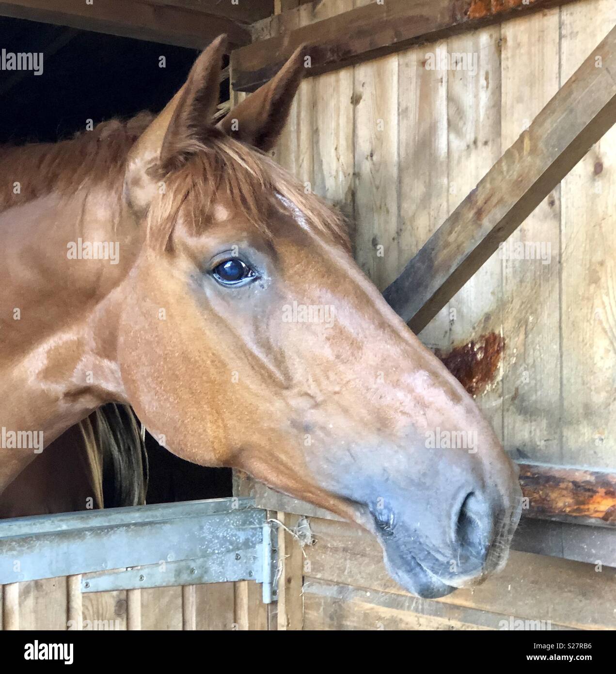 Cheval alezan Banque de photographies et d’images à haute résolution ...