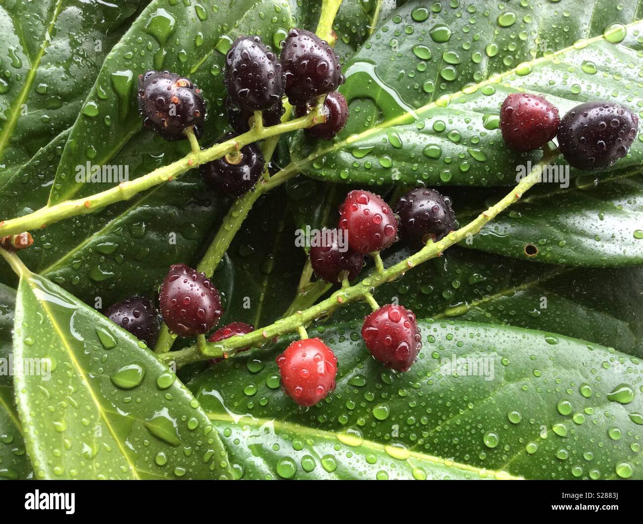 Feuilles de fruits Banque de photographies et d’images à haute ...