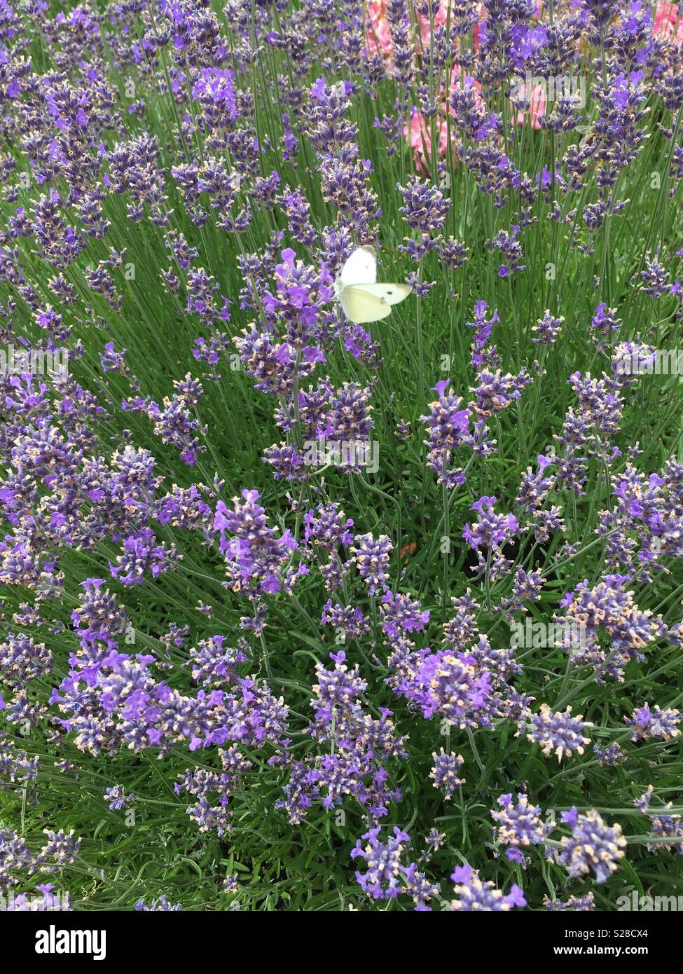 Papillon lavande Banque de photographies et d’images à haute résolution ...