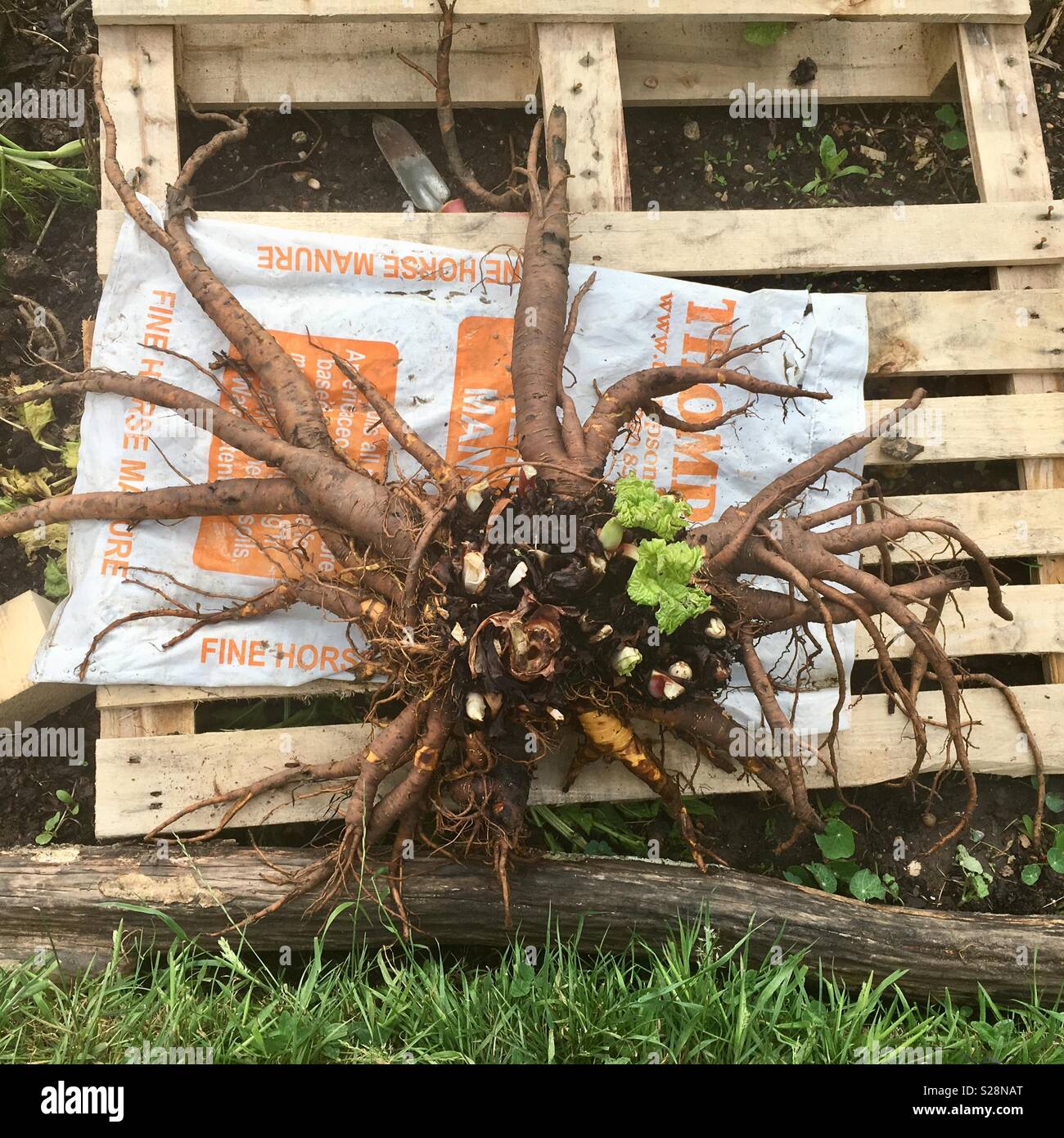 Racine de mandragore Banque de photographies et d’images à haute ...