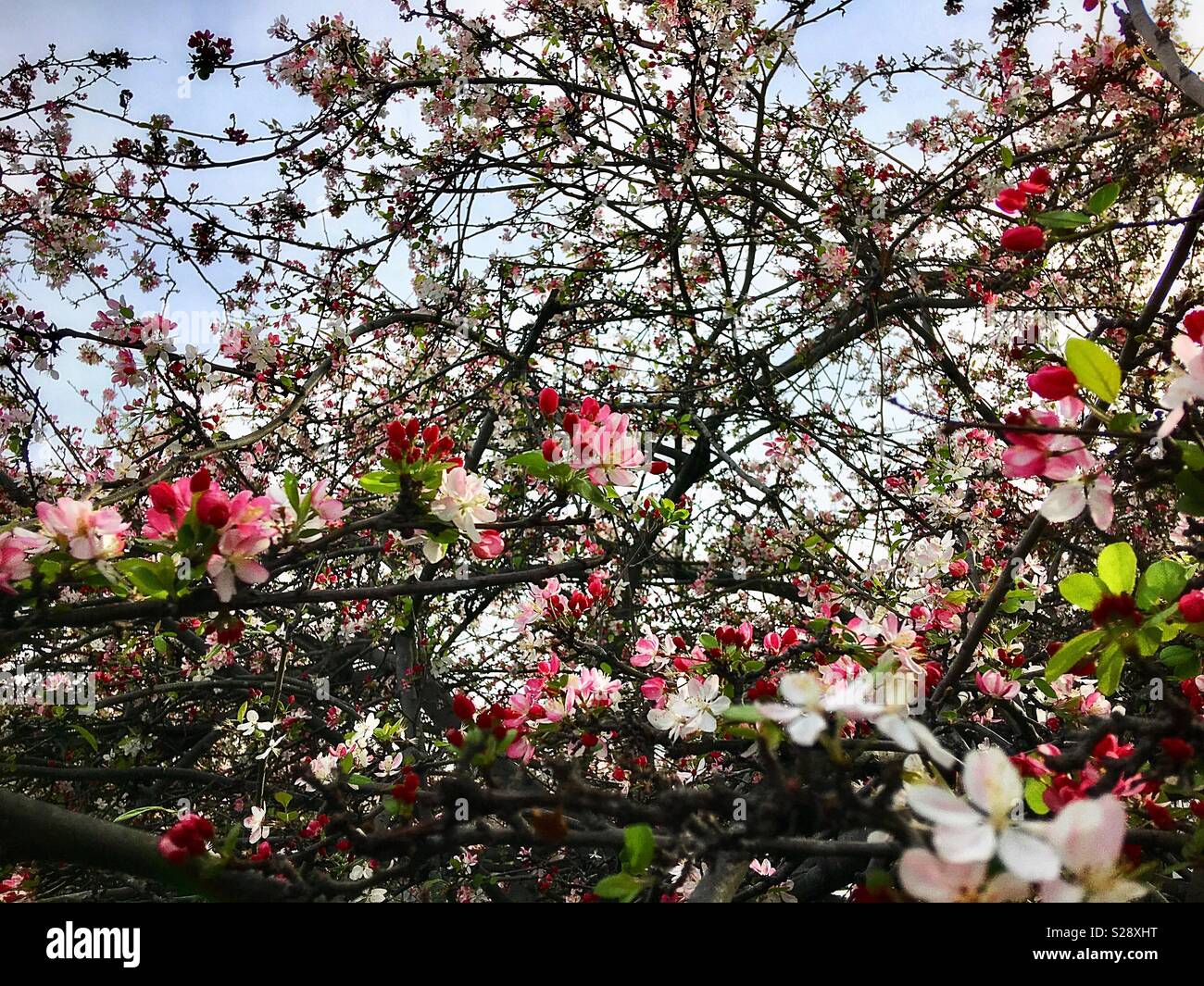 Malus spectabilis Banque de photographies et d’images à haute ...
