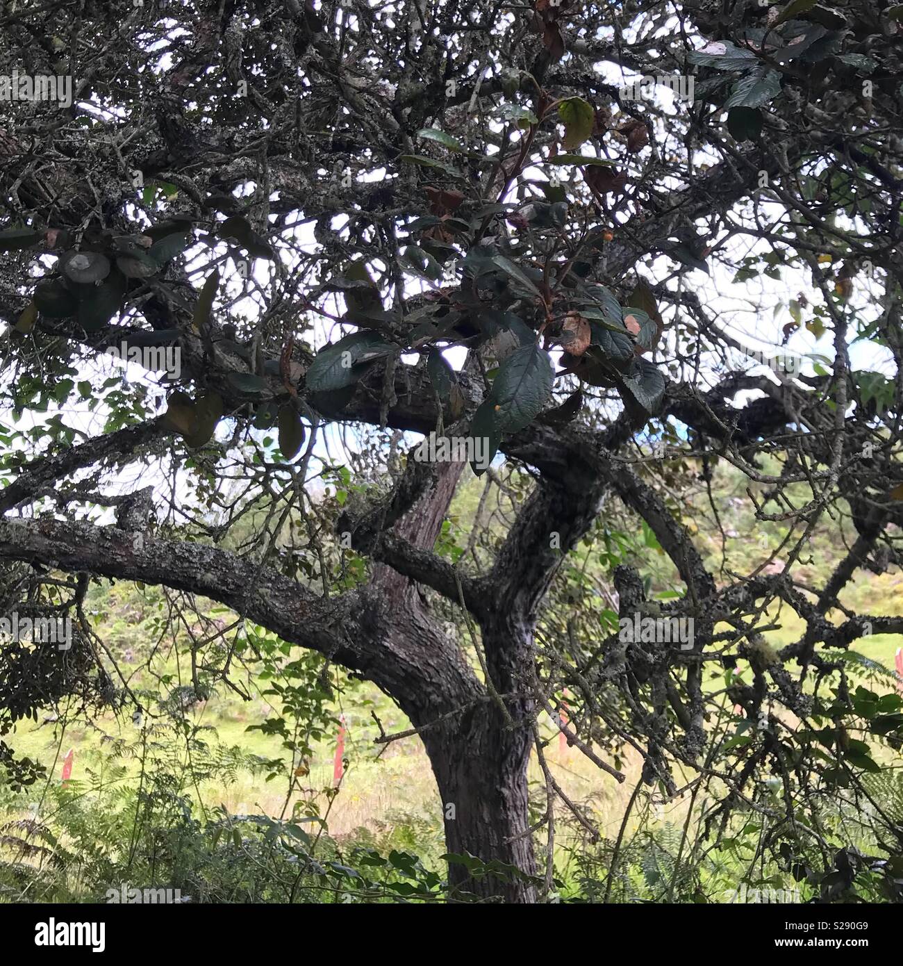 Arbre tortueux Banque de photographies et d’images à haute résolution ...