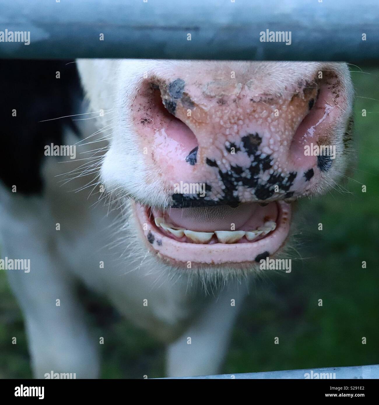 Nez De Vaches Banque d'image et photos - Alamy