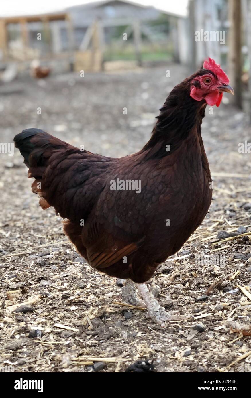 Rhode island red hen Banque de photographies et d’images à haute ...