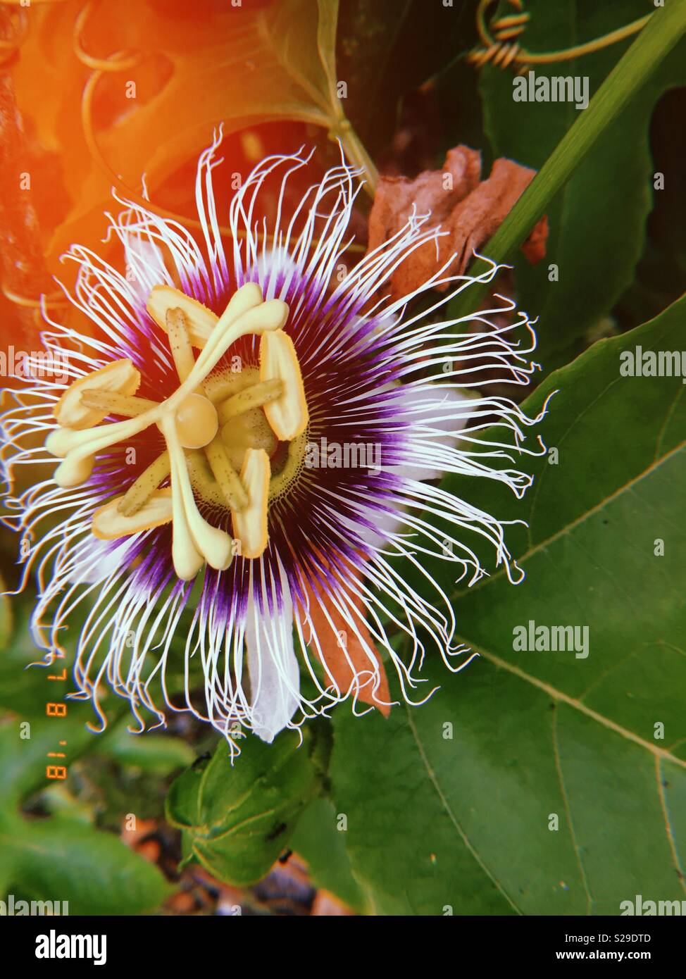 Fleur rare Banque de photographies et d’images à haute résolution - Alamy