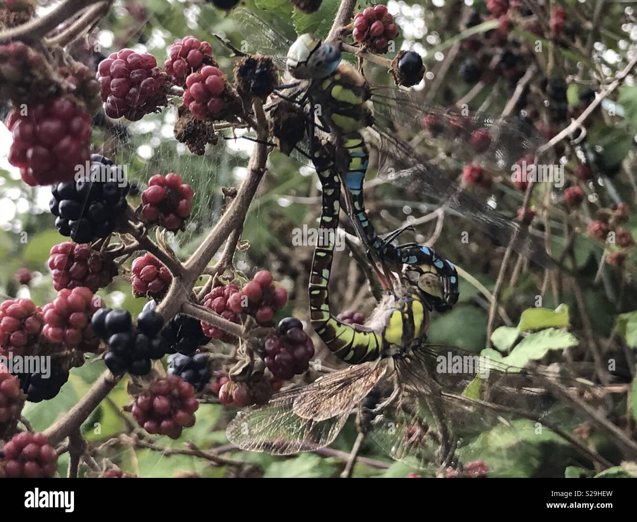 Accouplement de libellule Banque de photographies et d’images à haute ...