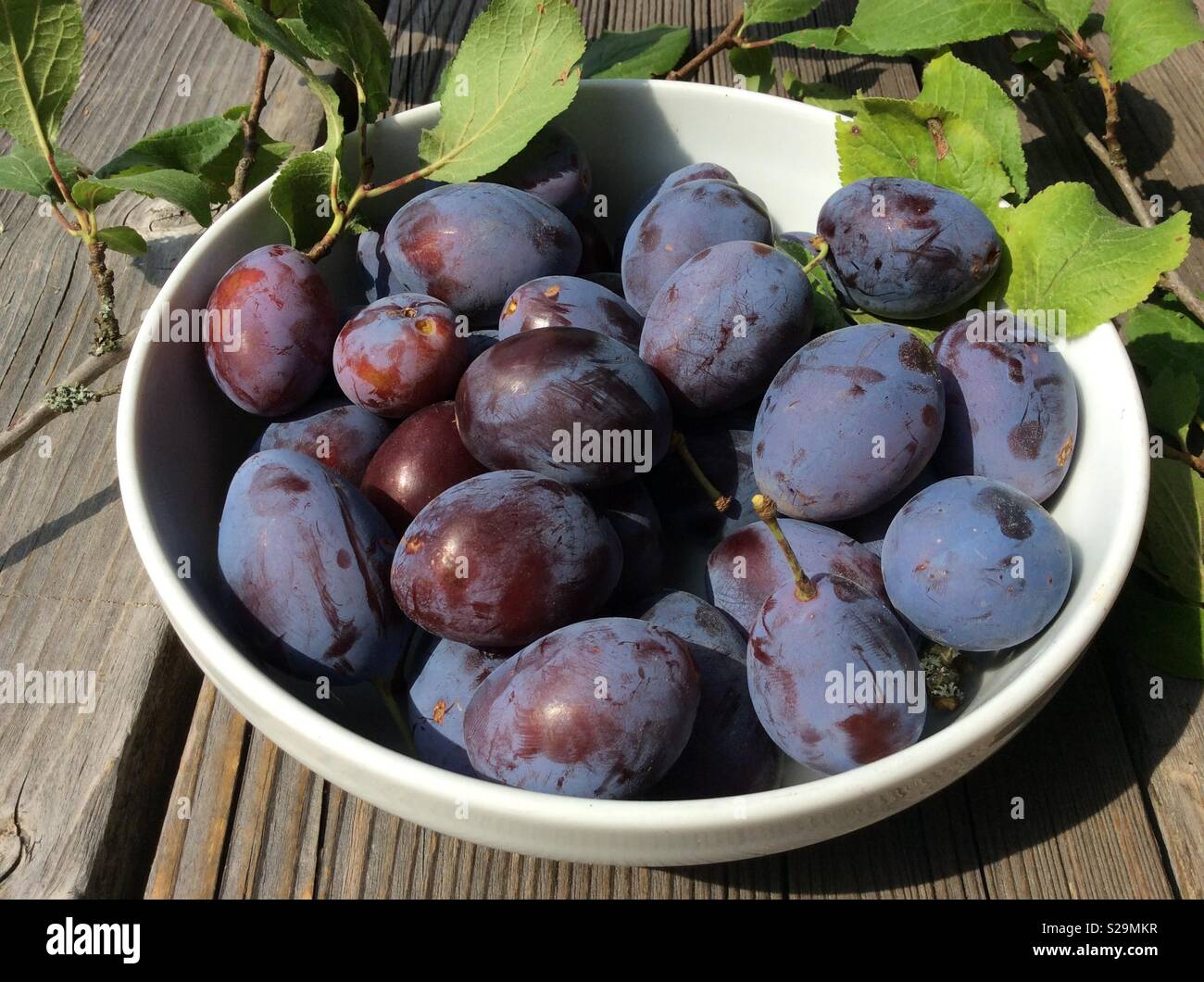 Prune Blanche Banque d'image et photos - Alamy