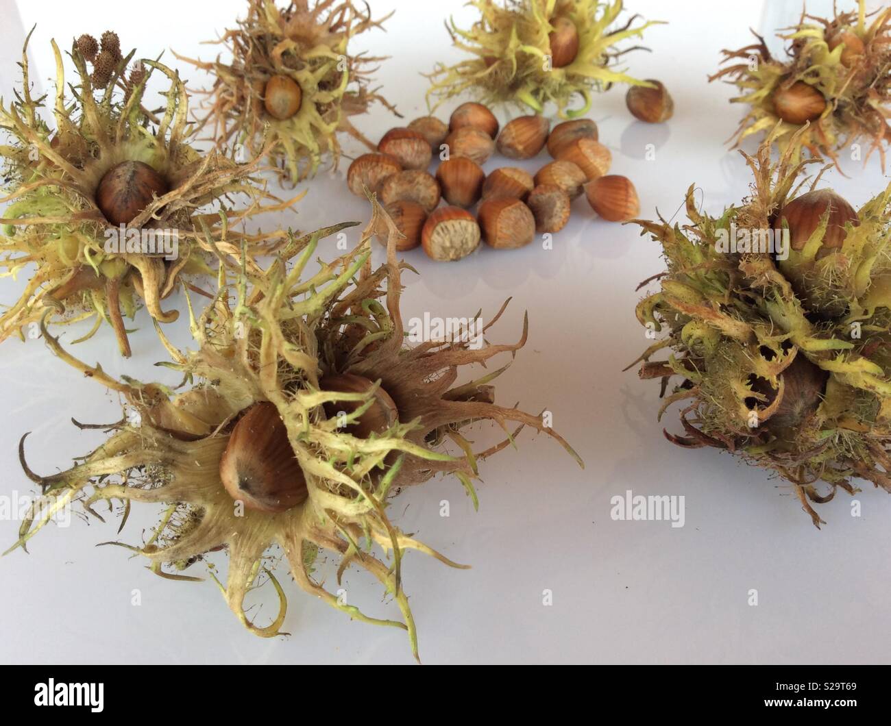 Turkish hazel Banque de photographies et d’images à haute résolution ...