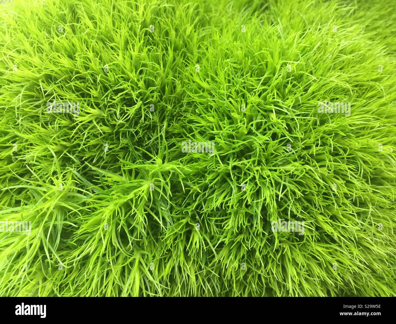 Texture verte Banque de photographies et d’images à haute résolution ...