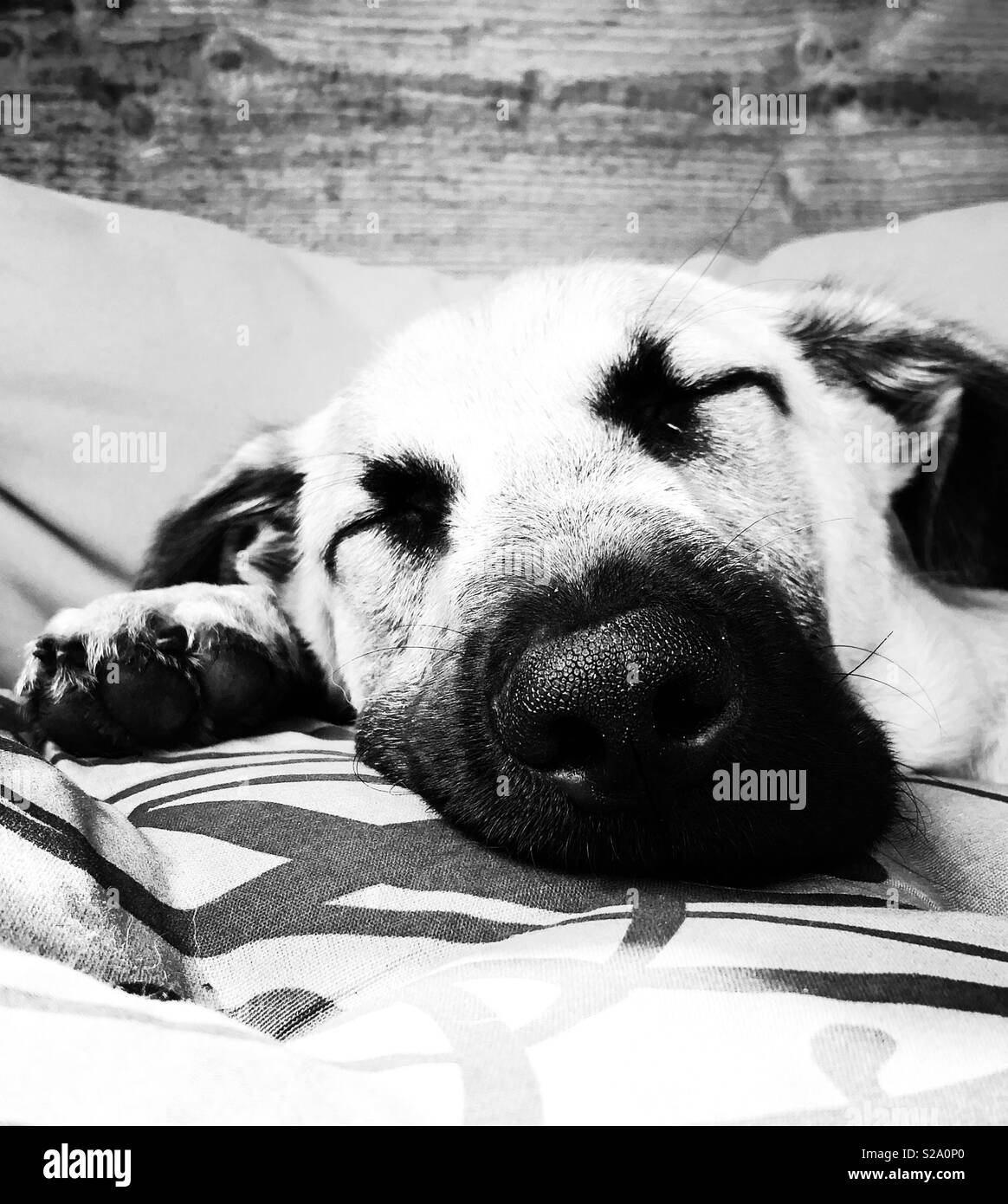 Chien couchant Banque de photographies et d’images à haute résolution ...