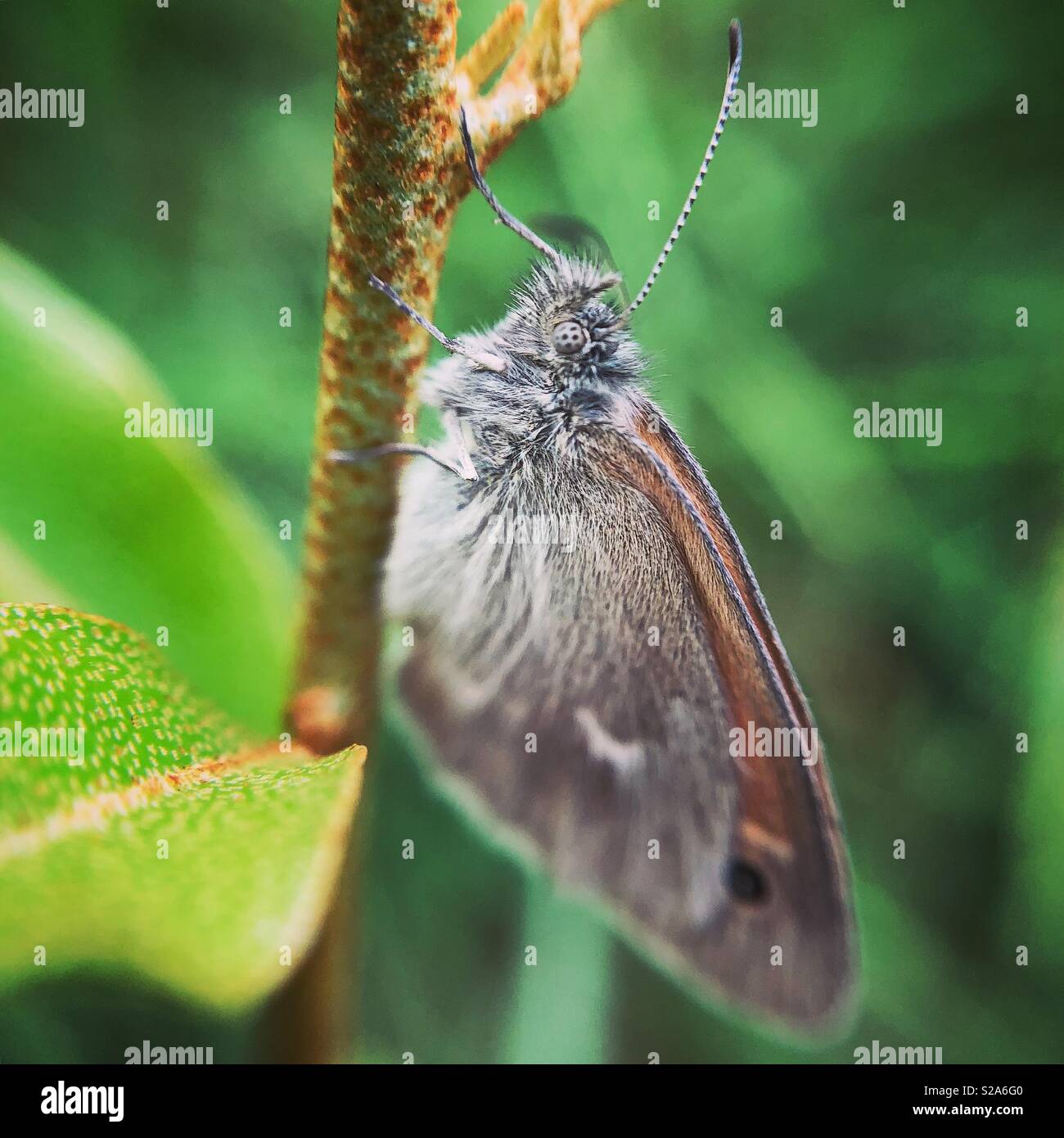 Common ringlet butterfly Banque de photographies et d’images à haute ...