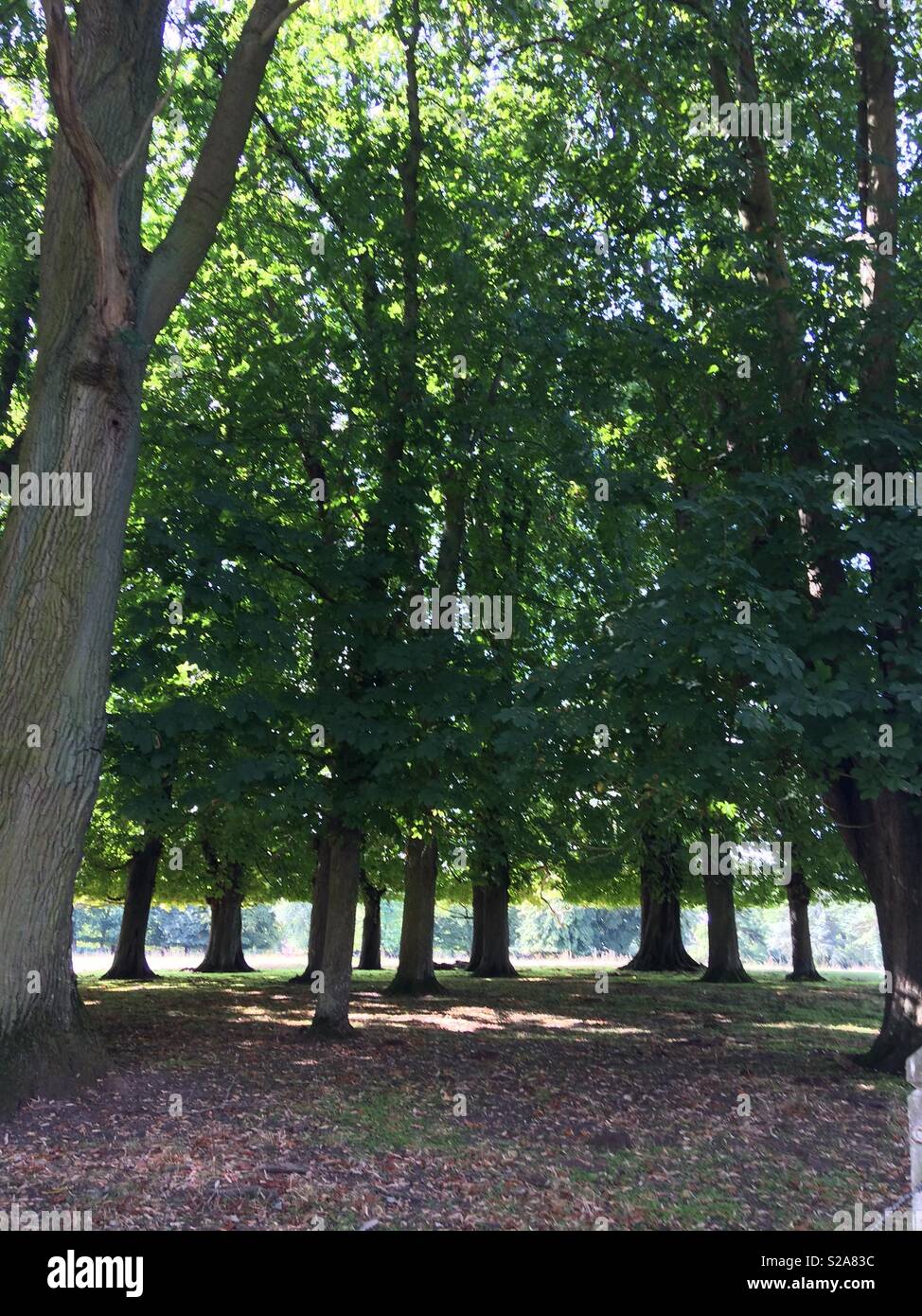 Se promener dans les bois Banque de photographies et d’images à haute ...