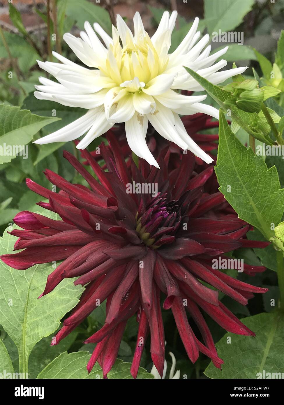 Fleurs de dahlia rouge et blanc Banque de photographies et d’images à ...